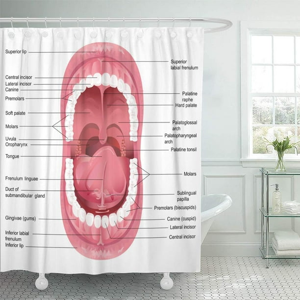 Open Mouth Dental Teeth Chart