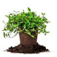 1 Gal. Asiatic Jasmine Shrub - Evergreen - Erosion Control - Walmart.com