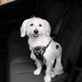 Bergan Auto Dog Harness, Small - Walmart.com
