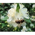 20 TRUE MYRTLE Myrtus Communis aka Common & Sweet Myrtle Fragrant White ...