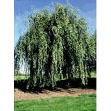 Gold Weeping Curly Willow Tree Cutting - Rarest of All Willows - Grow ...
