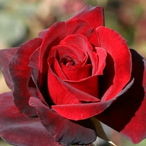 Heirloom Roses - Eleganza® Gypsy Soul Hybrid Tea Rose Bush - Walmart.com