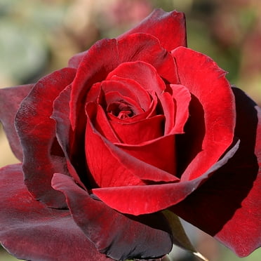 Stiletto™ Rose by Heirloom Roses - Hybrid Tea Rose Ready To Plant ...