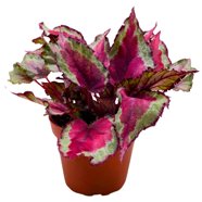 Purple Bromeliad, 4 inch, Guzmania monostachia West Indian Tufted ...