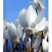 Moon Lagoon Gum Tree - Eucalyptus lunata - 20 Seeds - Walmart.com