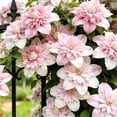 Giant Clematis Vine For Planting Ideal for Gardening Deer Resistant ...