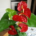 Red Anthurium Flamingo Flower Houseplant | 6in Decor Pot; Indirect ...