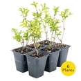 6 Lodense Privet Plants in 3.5" Cubes | Live Compact Evergreen Shrub ...