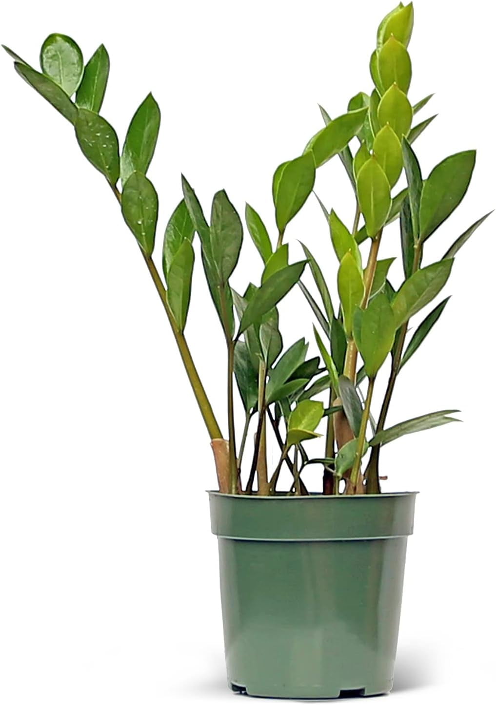 Live Zamioculcas Zamiifolia, ZZ Plant, Good Luck Tree, Office Gift ...