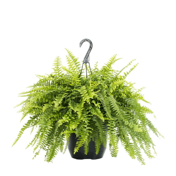 Austral Gem Fern