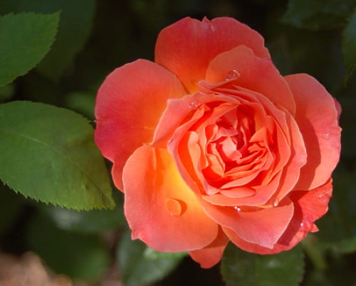 Livin' Easy™ Rose Bush - Citrus Fragrance - Everblooming - 4" Pot ...