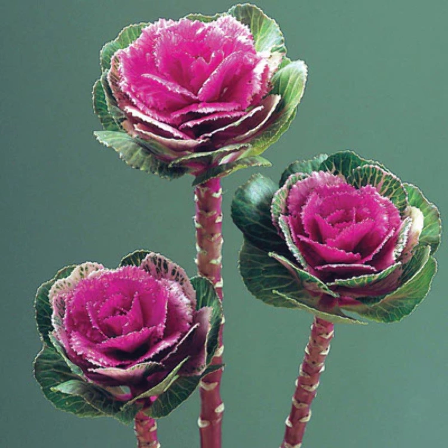 Ornamental Kale Lucir Rose F1 Seed - Walmart.com