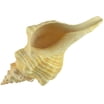 Jumbo Large Horse Conch Decorative Shell Seashell 12-14" - Walmart.com