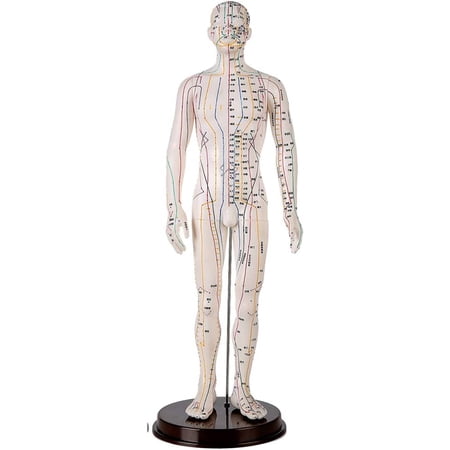 Human body acupuncture model meridian points Chinese medicine human ...