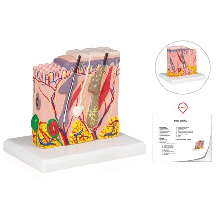 Isaac Technologies IC-B10469 Human Skin Model from Scalp Section | 50X ...