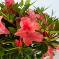 Encore Azalea Autumn Coral (1 Gallon) Coral Pink Flowering Shrub - Full ...