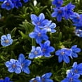 Expert Gardener 2.5QT Blue Lithodora Live Perennial Plant Sun - Walmart.com