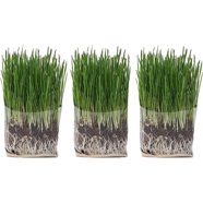 Cat A'Bout Freshly Grown Cat Grass Plus, Natural Digestive Aid ...