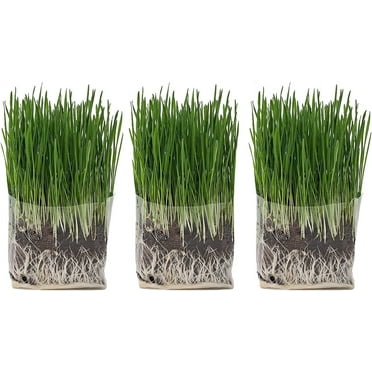 Cat A'Bout Freshly Grown Cat Grass Plus, Natural Digestive Aid ...