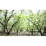 Happy Panda Seedless Tamarind Paste 14oz x 2 Pack (Imli | Me Chua ...