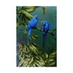 Trademark Fine Art 'Two Blue Macaws' Canvas Art by Michael Jackson ...