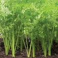 Burpee Organic Danvers 126 Carrot Vegetable Seed, 1-Pack - Walmart.com