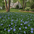 30 Perennial Vinca Bowles Periwinkle Landscape Shade Plants - Deer ...