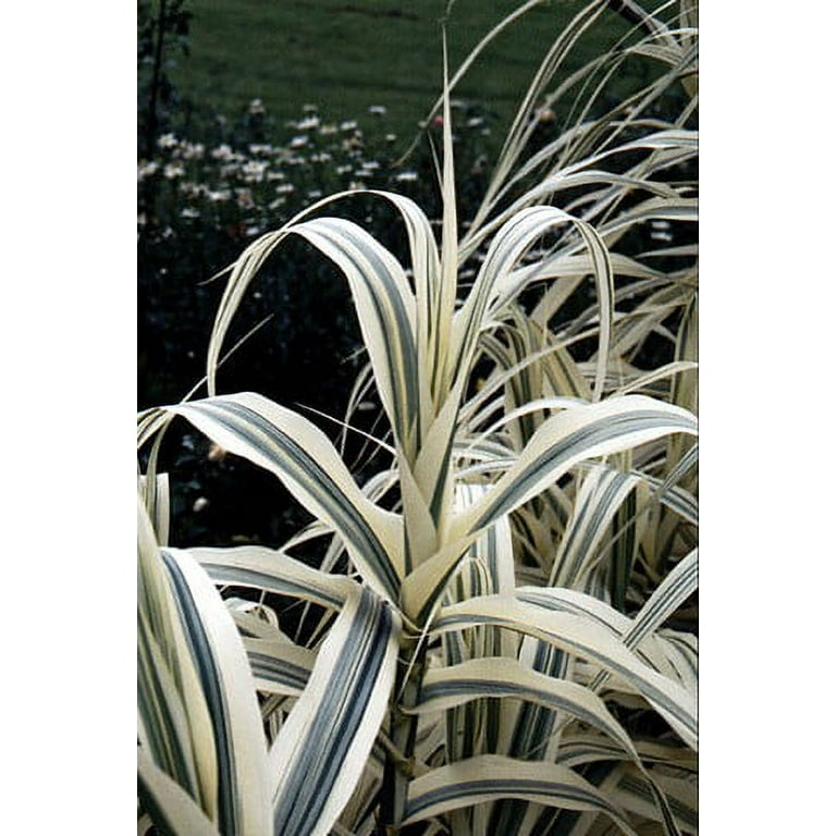 Arundo Donax Peppermint Stick