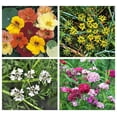 EDIBLE FLOWER MIX Seeds - 16 Types: Marigold, Daisy, Viola, Safflower ...