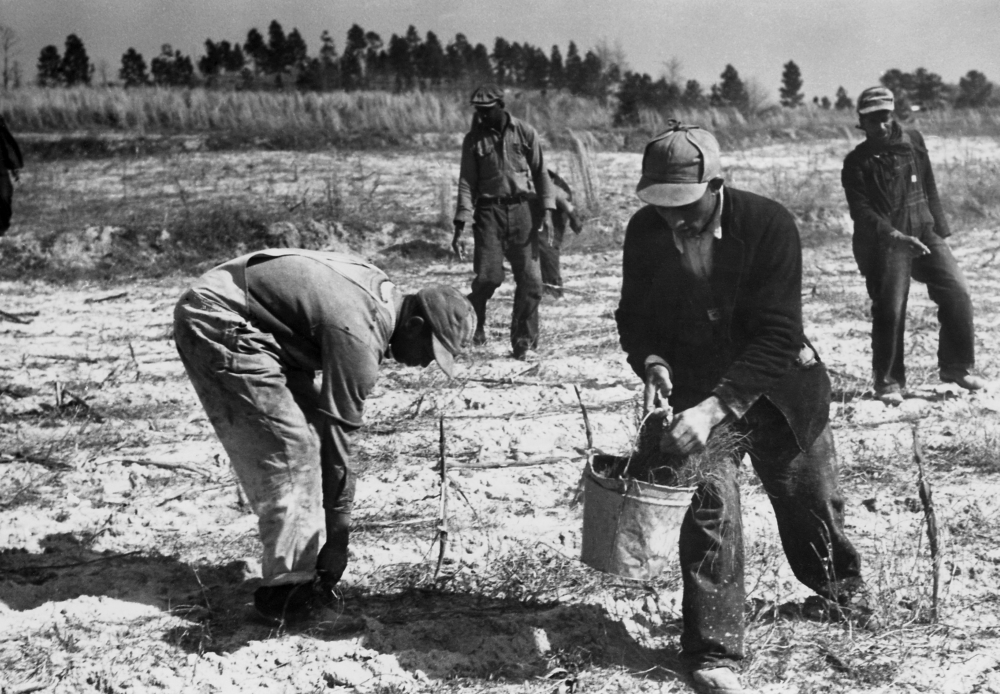 African American Civilian (Ccc) Conservation Corps History (36 x 24 ...