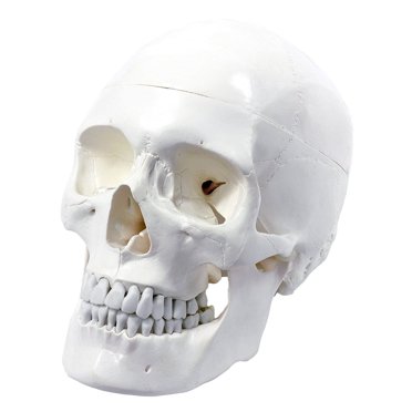 Half Human Head Model - Natural Size - Median Section - Mounted on Base ...