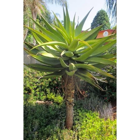 20 White Ghost Agave Seeds for Planting Agave hiemiflora - Walmart.com