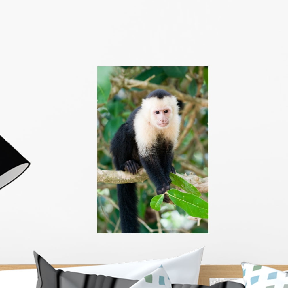 White Faced Capuchin Monkey Wall Mural by Wallmonkeys Peel and Stick ...