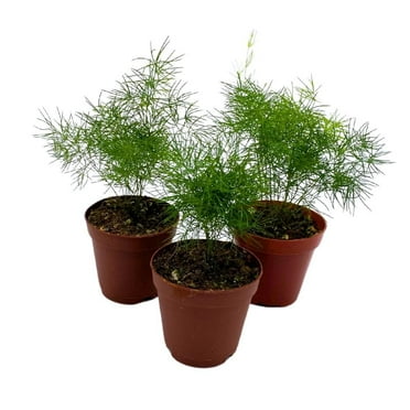 Indoor Mini Ferns Variety for Terrariums, Fairy Gardens - Live Air ...