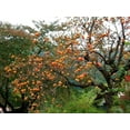 TomorrowSeeds - American Persimmon Tree Seeds - 30+ Count Packet ...