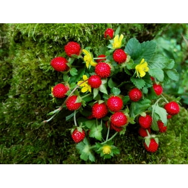 100 Seeds Red SWEETIE CHERRY TOMATO Super Sweet 1" Lycopersicon Fruit ...