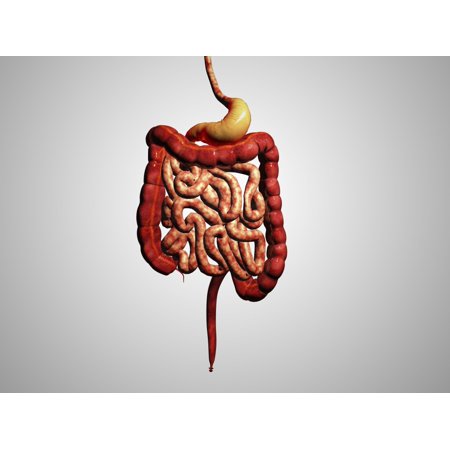 Front view of human digestive system Poster Print (16 x 12) | Walmart ...