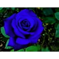 Blue Rose Seeds for Planting - 100+ Hybrid Rare Rose Seeds Perennial ...