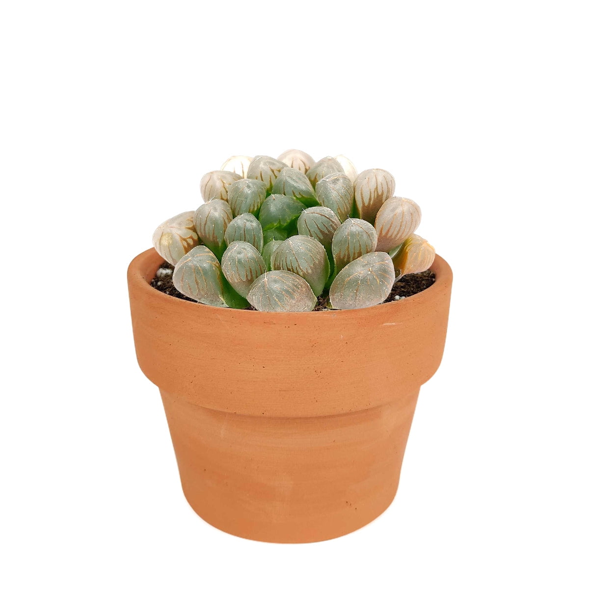 Haworthia Cooperia var. Obtusa (3.5"+ Clay Pot) - Tiny, Lovely, Easy to ...