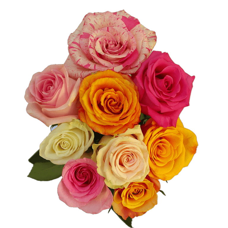Rose Flowers All Colors | Best Flower Site