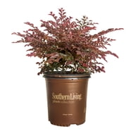 Southern Living Obsession Nandina Live Shrub in 1.5-Gallon Grower Pot ...