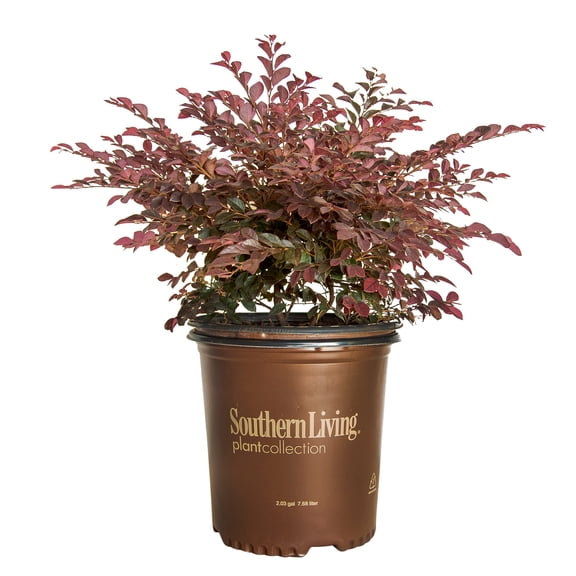 Southern Living Pancake Arborvitae Live Shrub in 2-Gallon Grower Pot ...