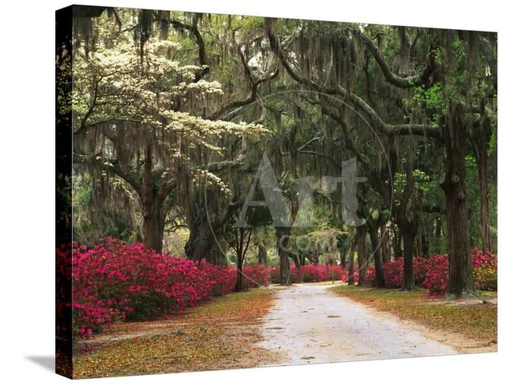 Road Lined with Azaleas and Live Oaks, Spanish Moss, Savannah, Georgia ...