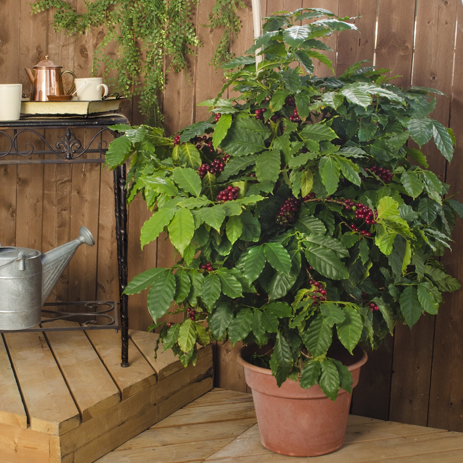 3 in. Pot Dwarf Pacas Coffee Tree, Live Tropical Plant, White Flowers ...