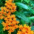 2 Orange Milkweed Plants Live, Tropical Butterfly Milkweed 4-8 Inches ...