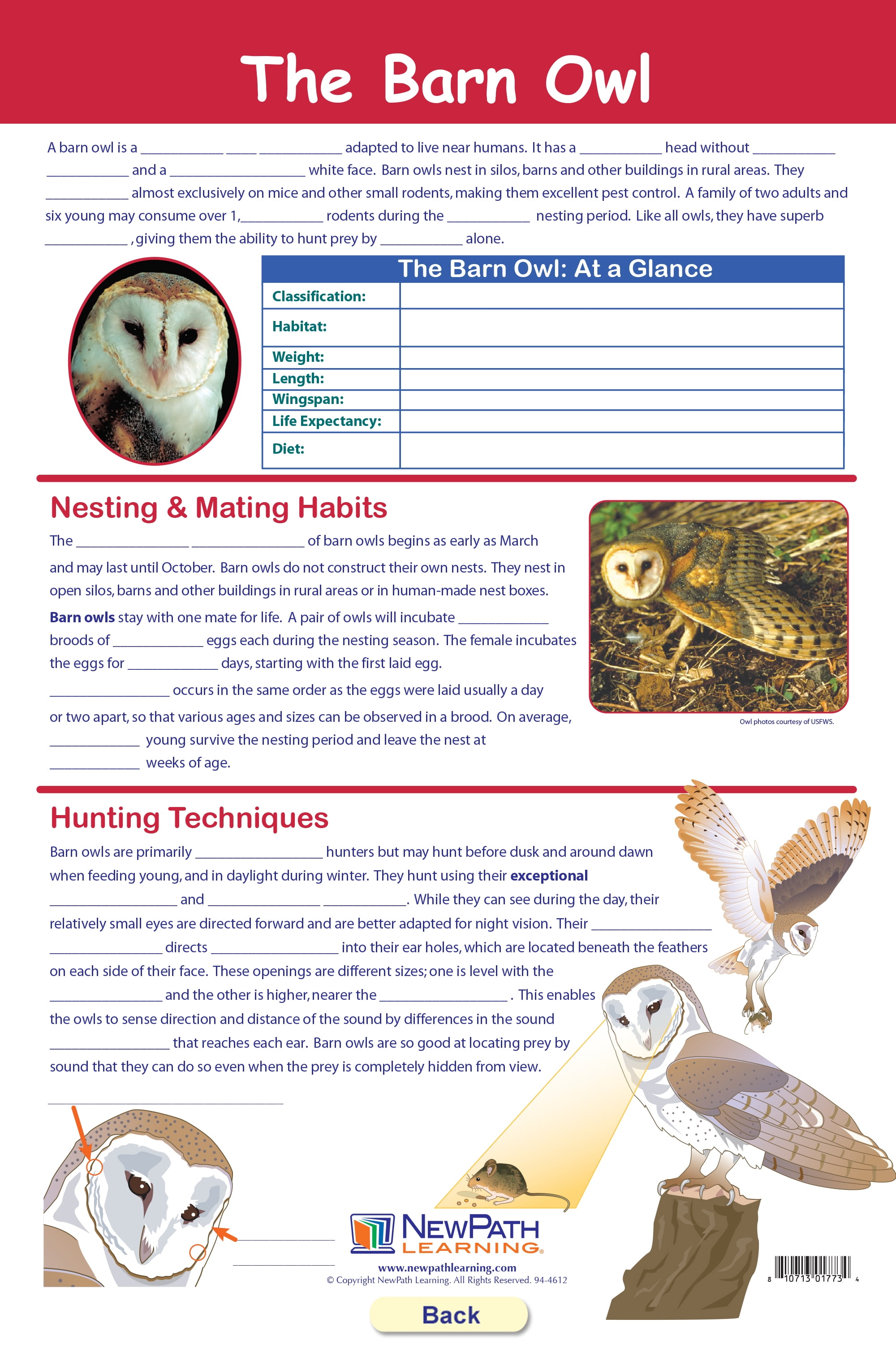 Barn Owl Worksheet