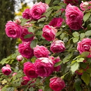 Heirloom Roses - Tropical Lightning Climbing Rose Bush - Walmart.com