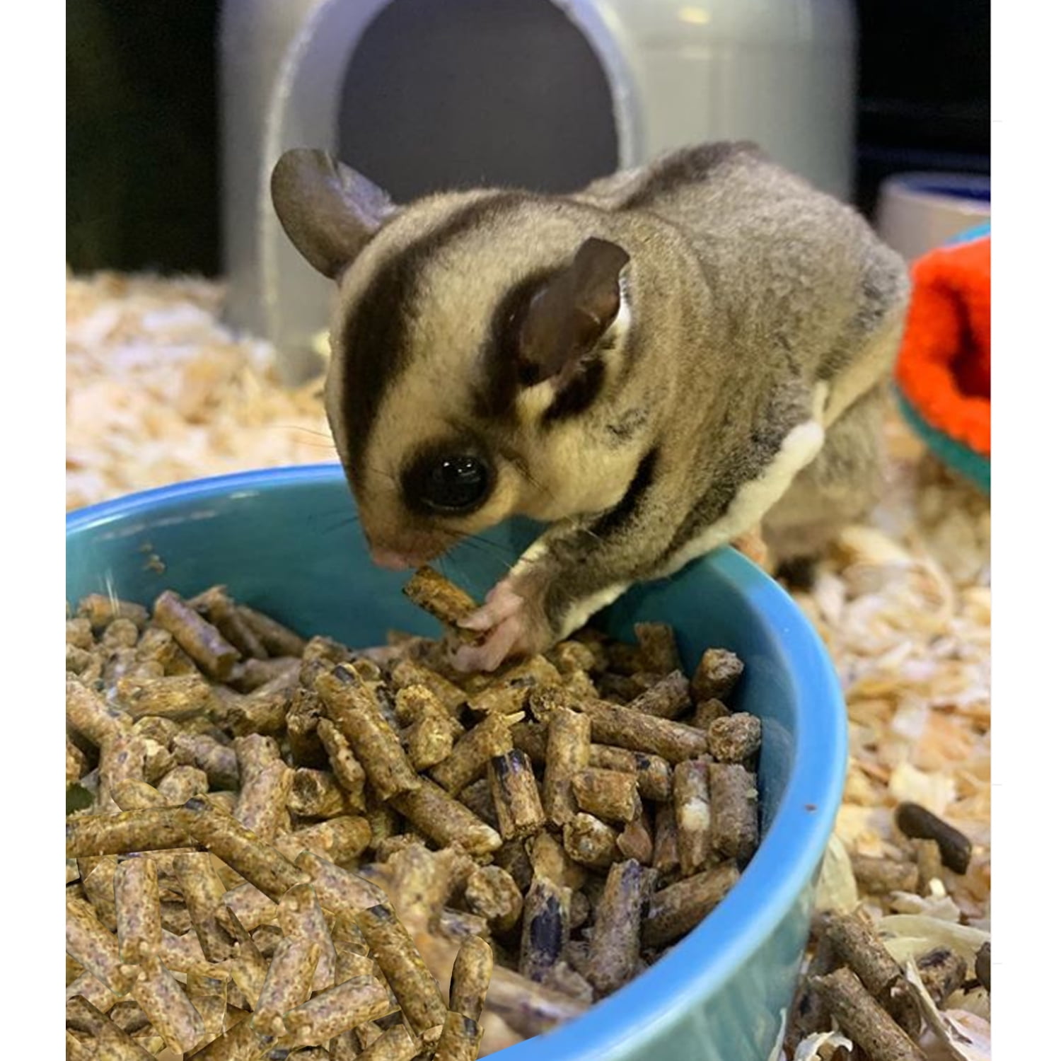 Sugar Gliders Eating