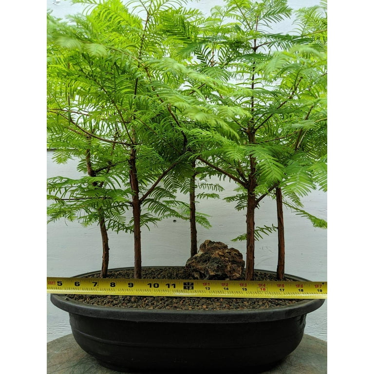 Dwarf Dawn Redwood Bonsai