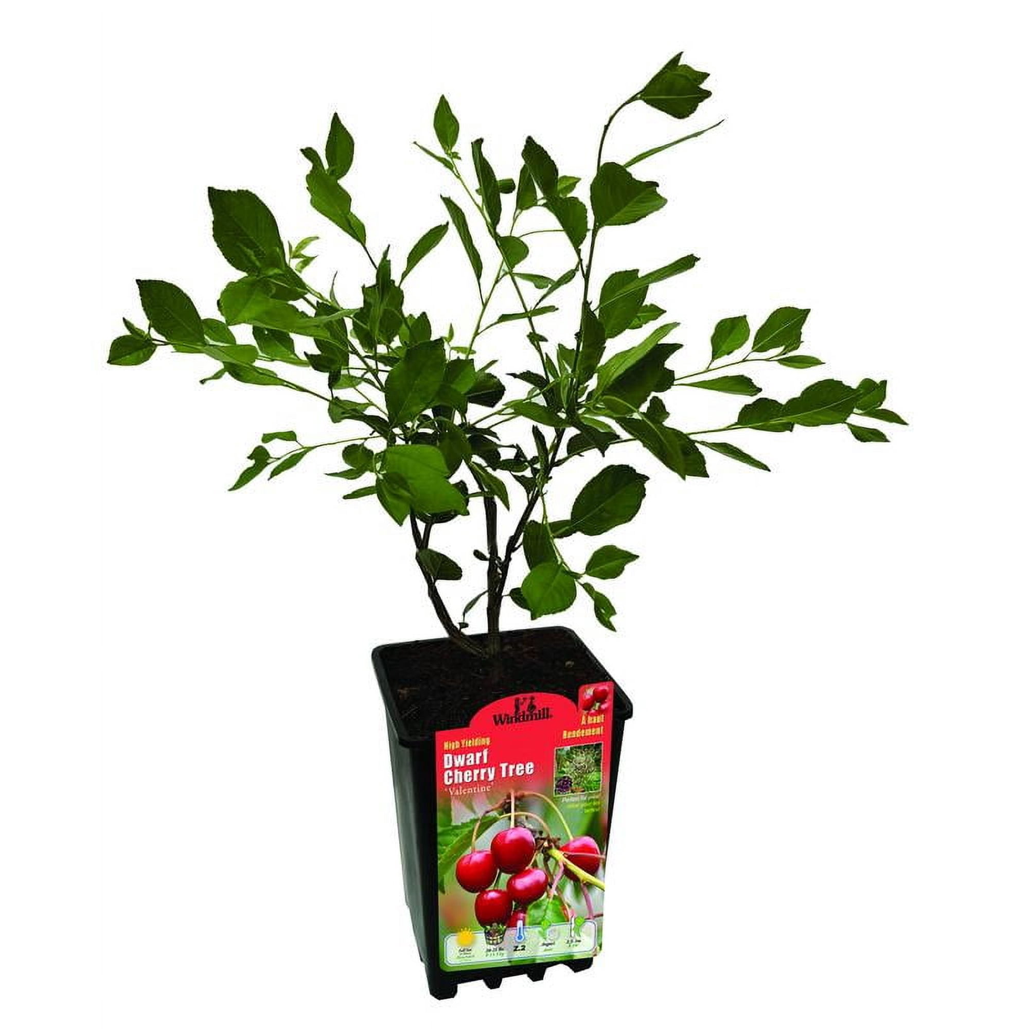 Click here for Windmill #1c Premium Fig - Fruit 1 Per Container 1... prices